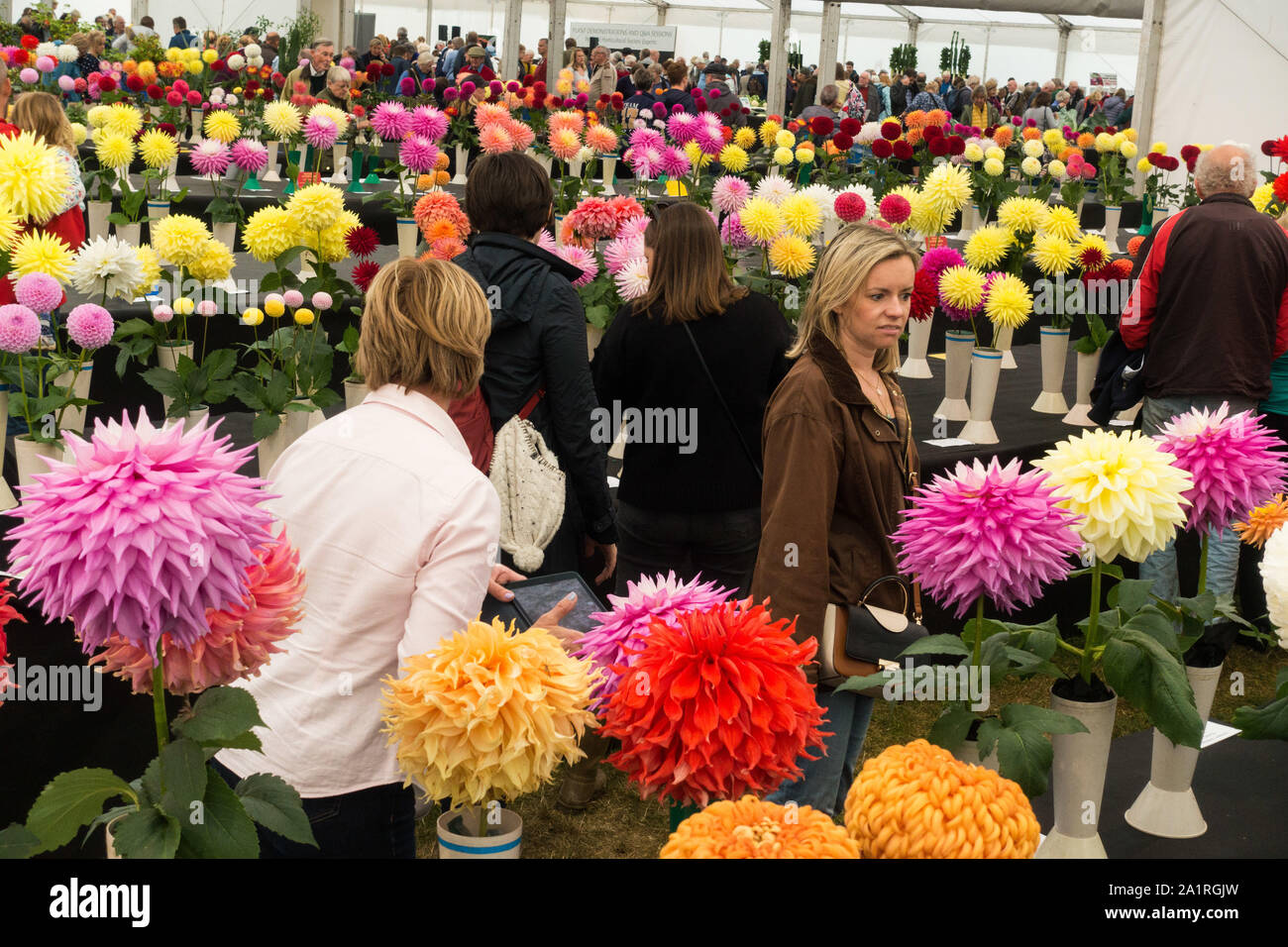 Prize dahlias hi-res stock photography and images - Alamy