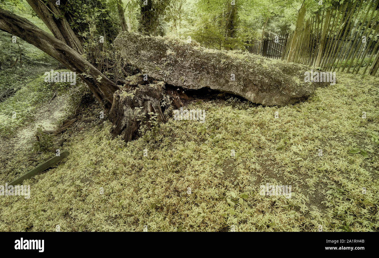Fallen yellow seed-pods on a hard surface and decaying tree stump in ...