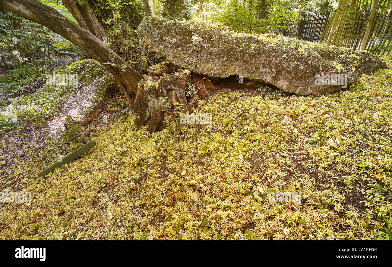 Fallen yellow seed-pods on a hard surface and decaying tree stump in ...