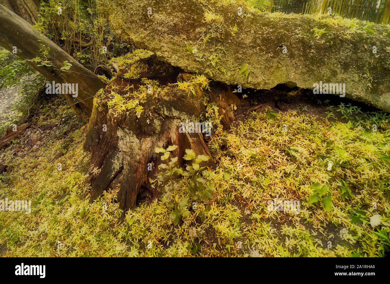 Fallen yellow seed-pods on a hard surface and decaying tree stump in ...
