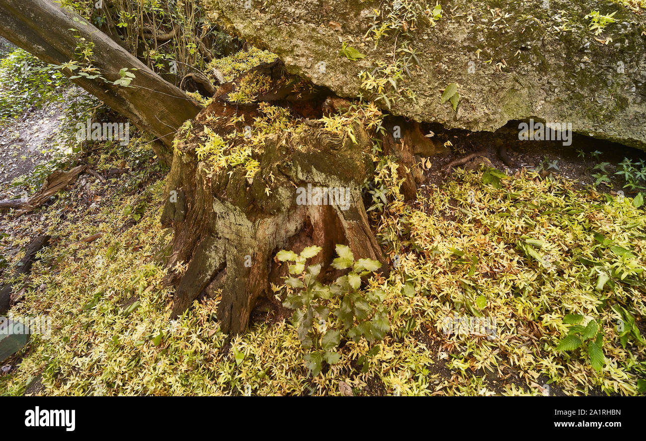 Fallen yellow seed-pods on a hard surface and decaying tree stump in ...