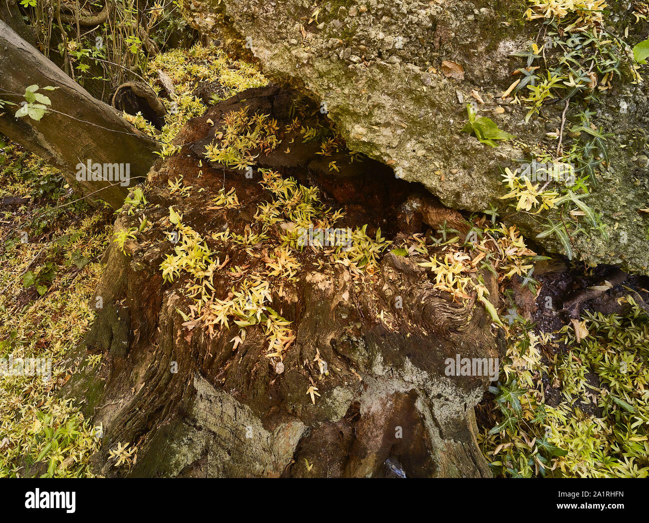 Fallen yellow seed-pods on a hard surface and decaying tree stump in ...