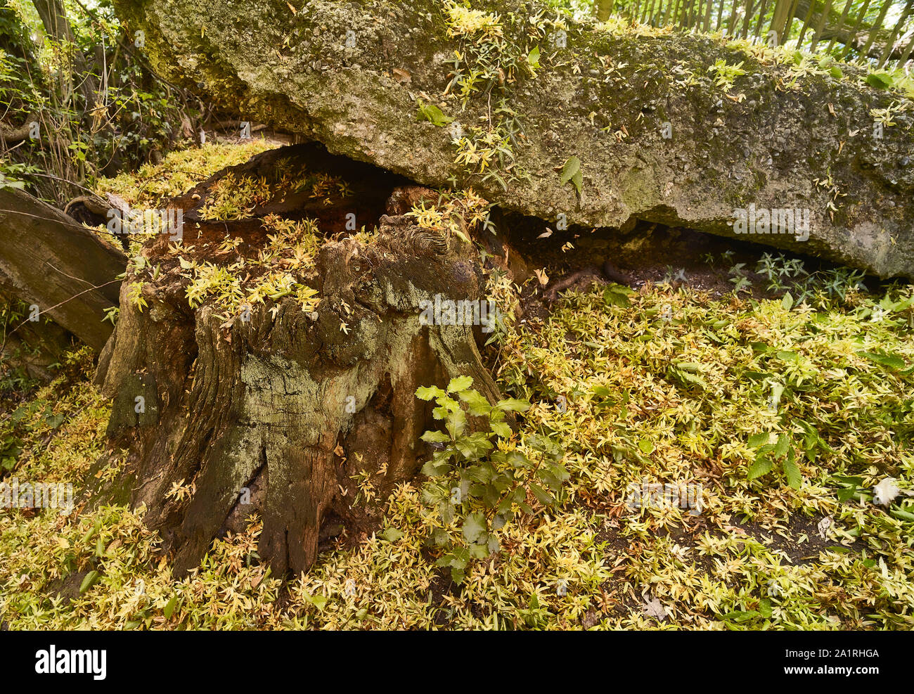 Fallen yellow seed-pods on a hard surface and decaying tree stump in ...