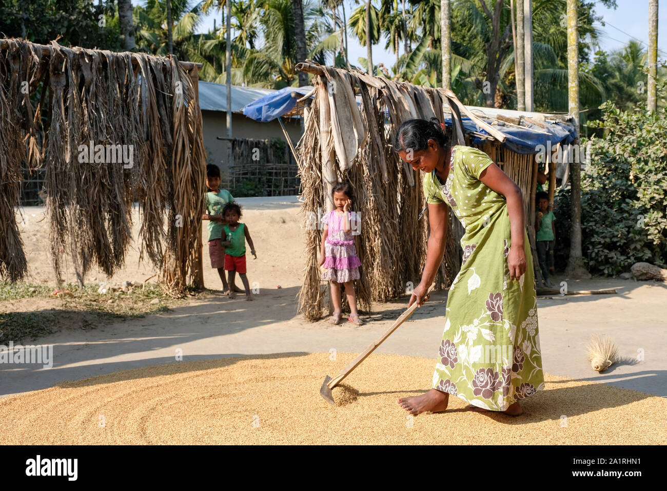 Woman is spreading rice to dry in the sun in the courtyard of her house ...