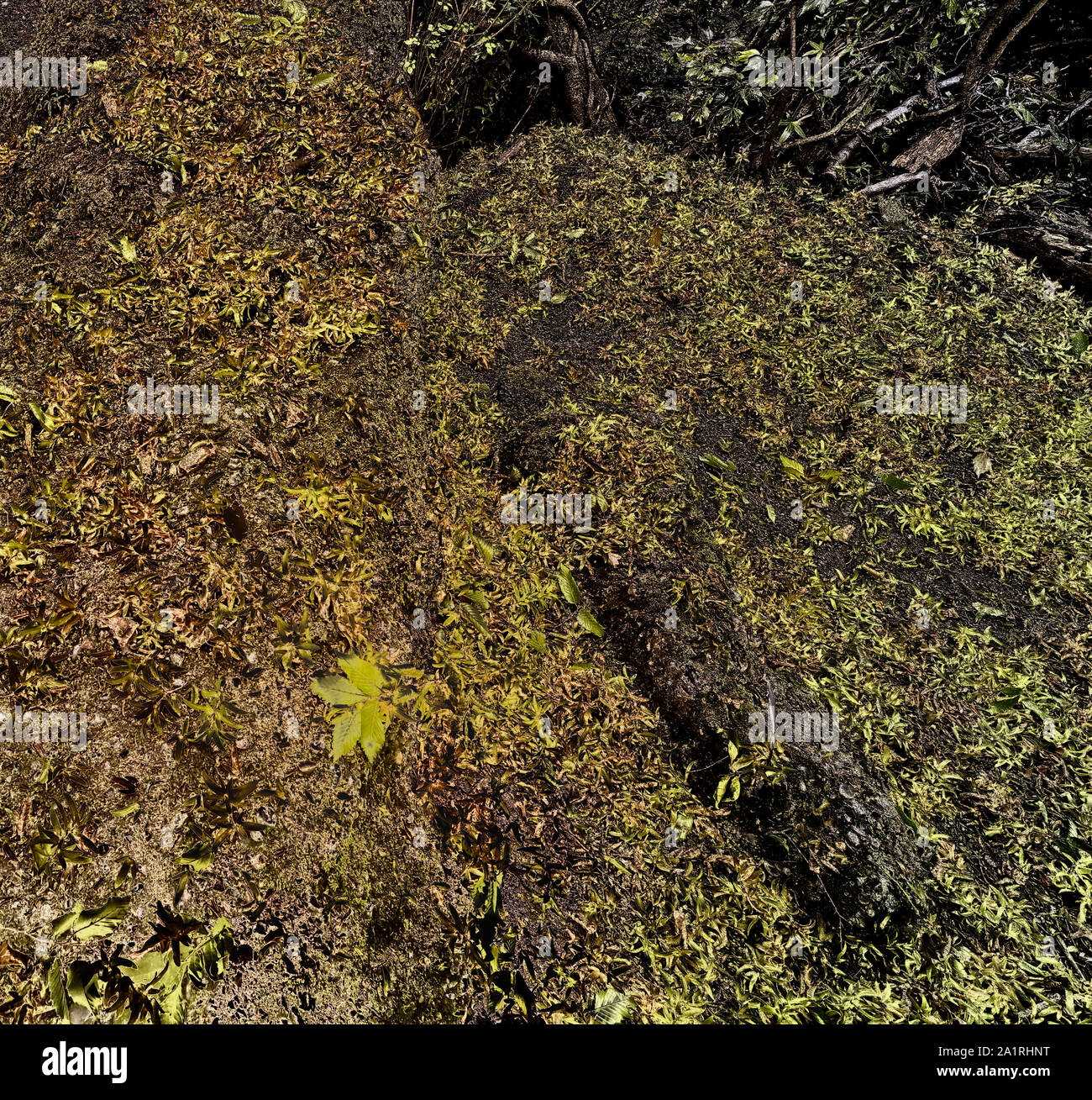 Fallen yellow seed-pods on a hard surface and decaying tree stump in ...