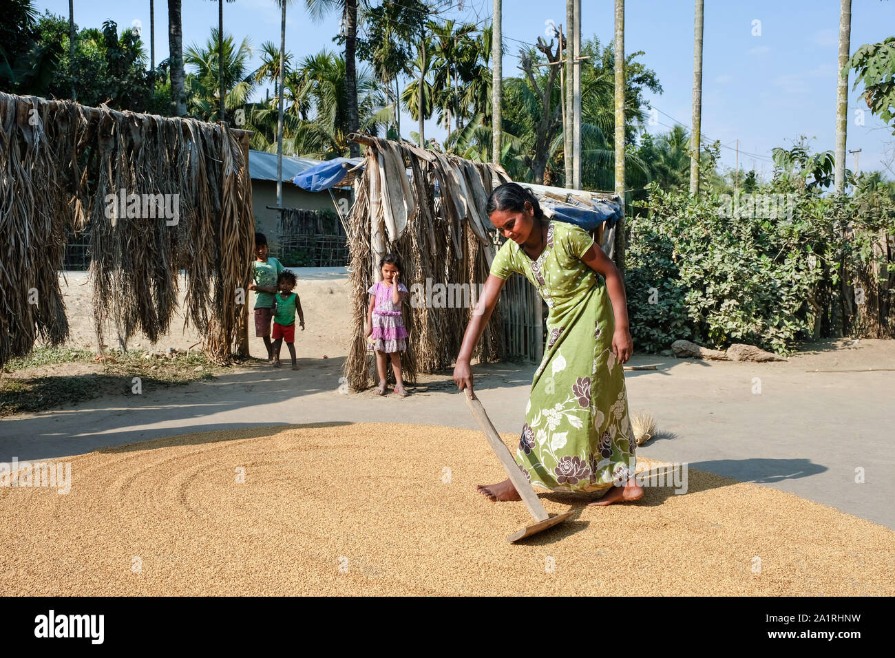 Woman is spreading rice to dry in the sun in the courtyard of her house ...