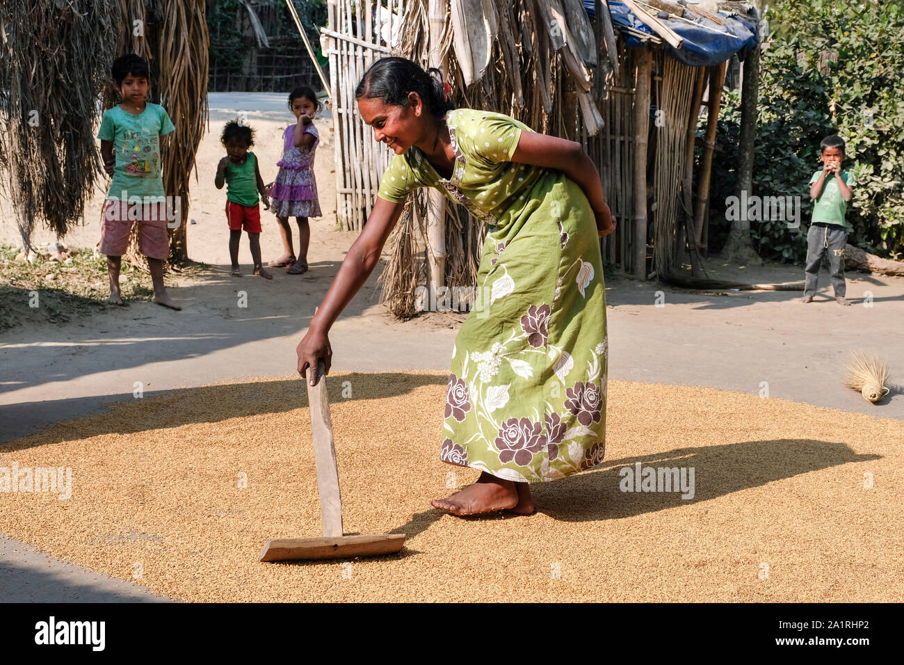 Woman is spreading rice to dry in the sun in the courtyard of her house ...