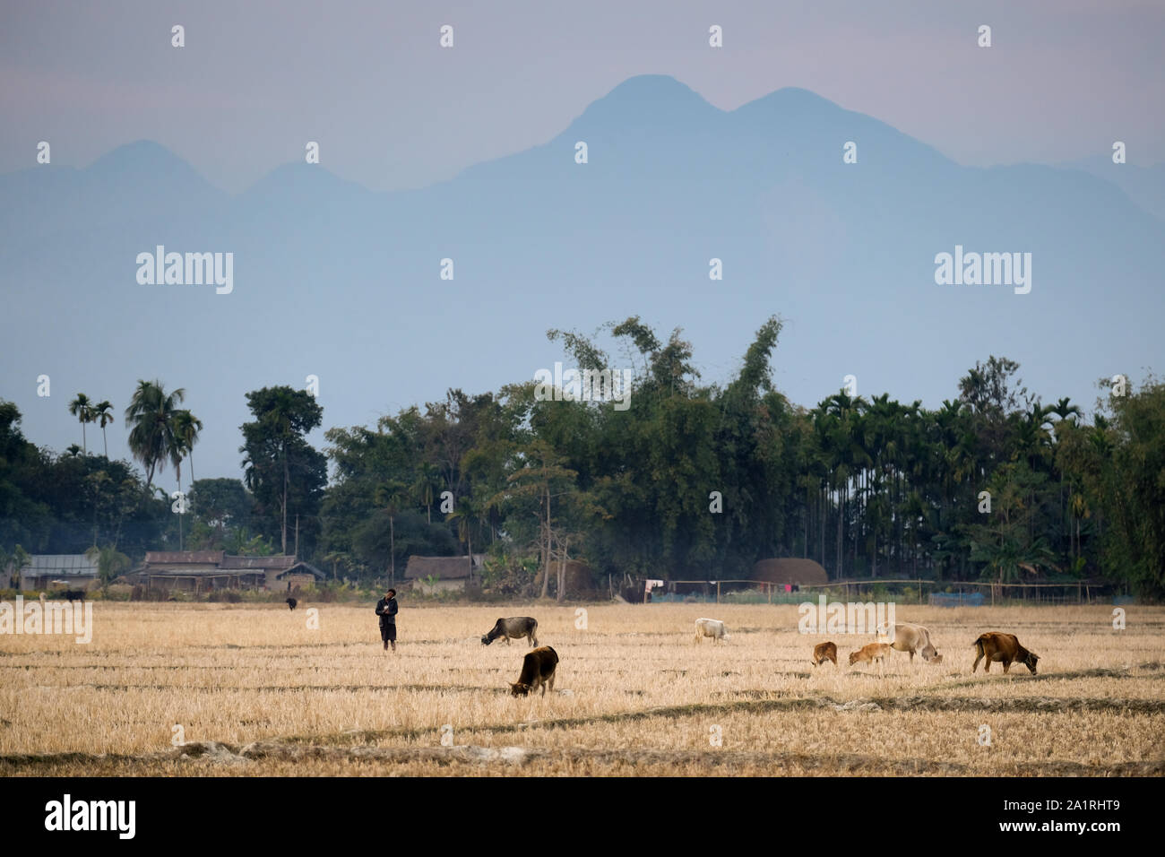 Farmer with his cows on a harvested rice field near Ambagon, Assam ...