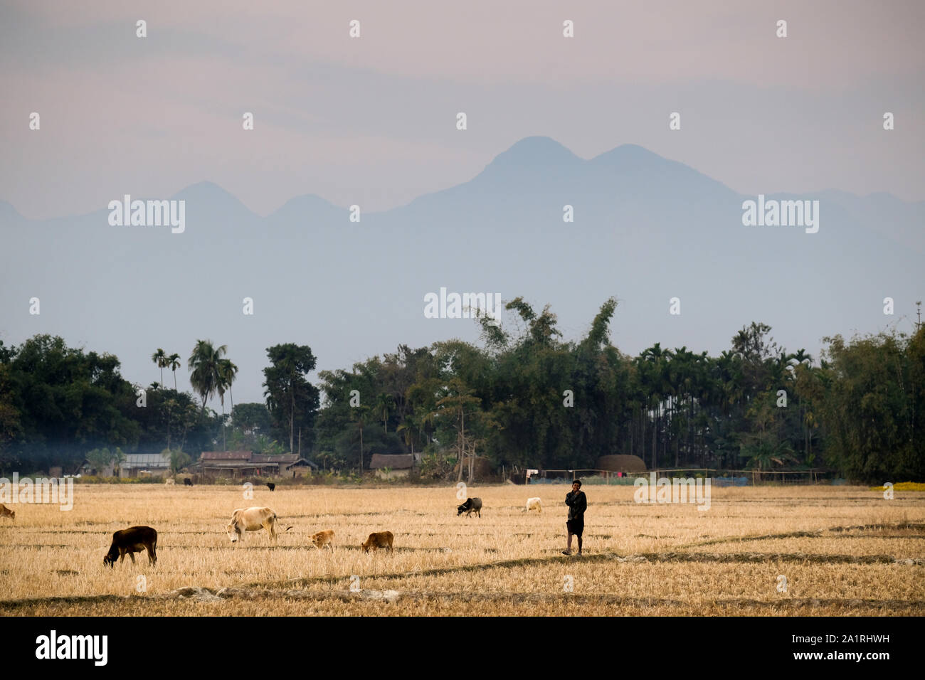 Farmer with his cows on a harvested rice field near Ambagon, Assam ...