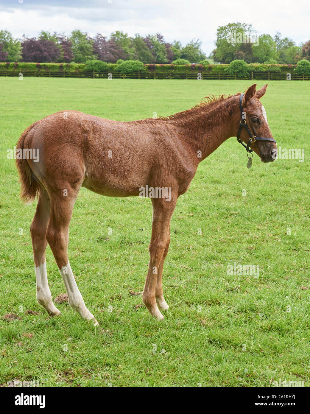 Kildare village hi-res stock photography and images - Alamy