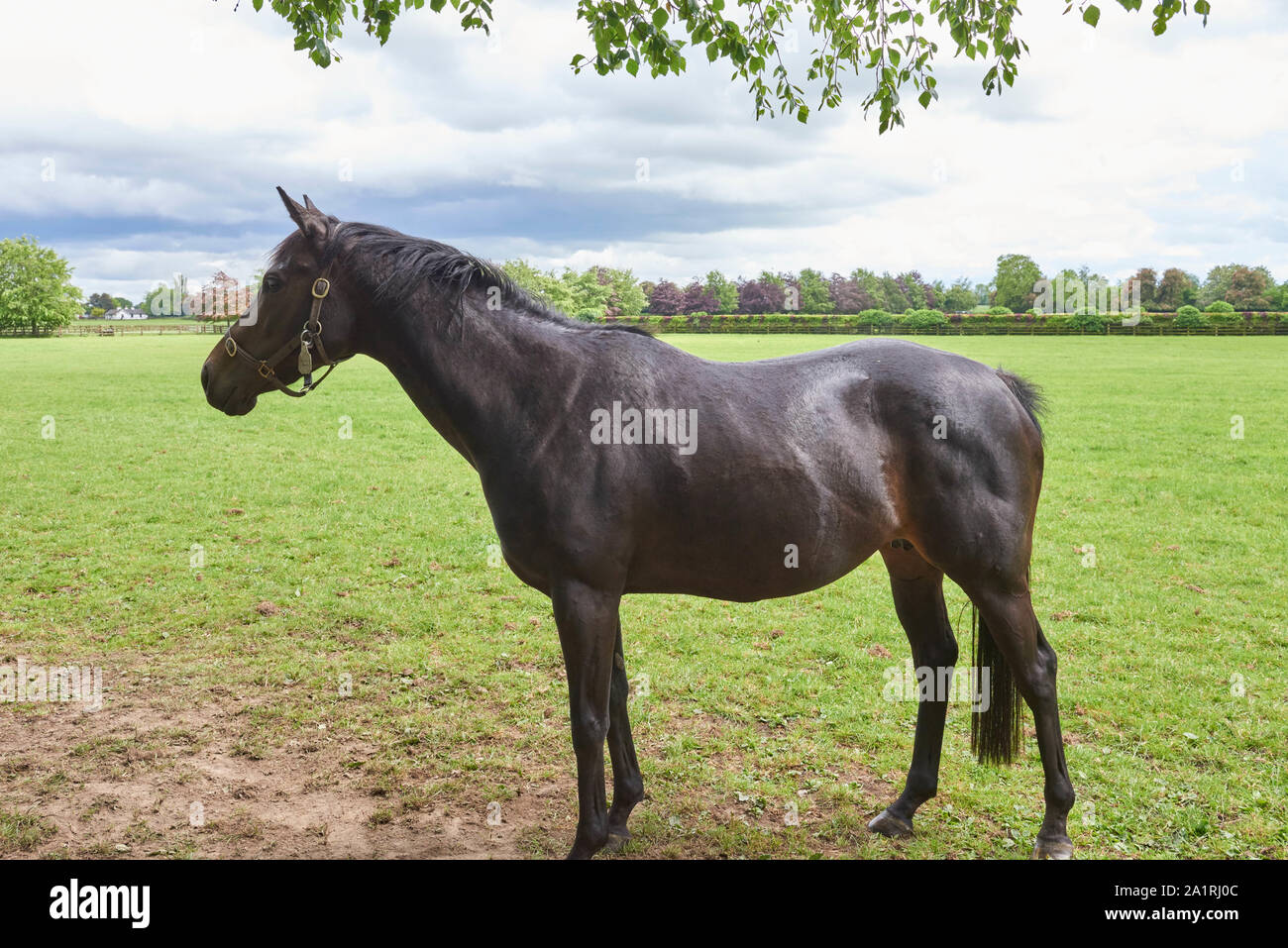 Ireland Trip (May 19-29, 2019) Irish National Stud & Gardens. Kildare ...
