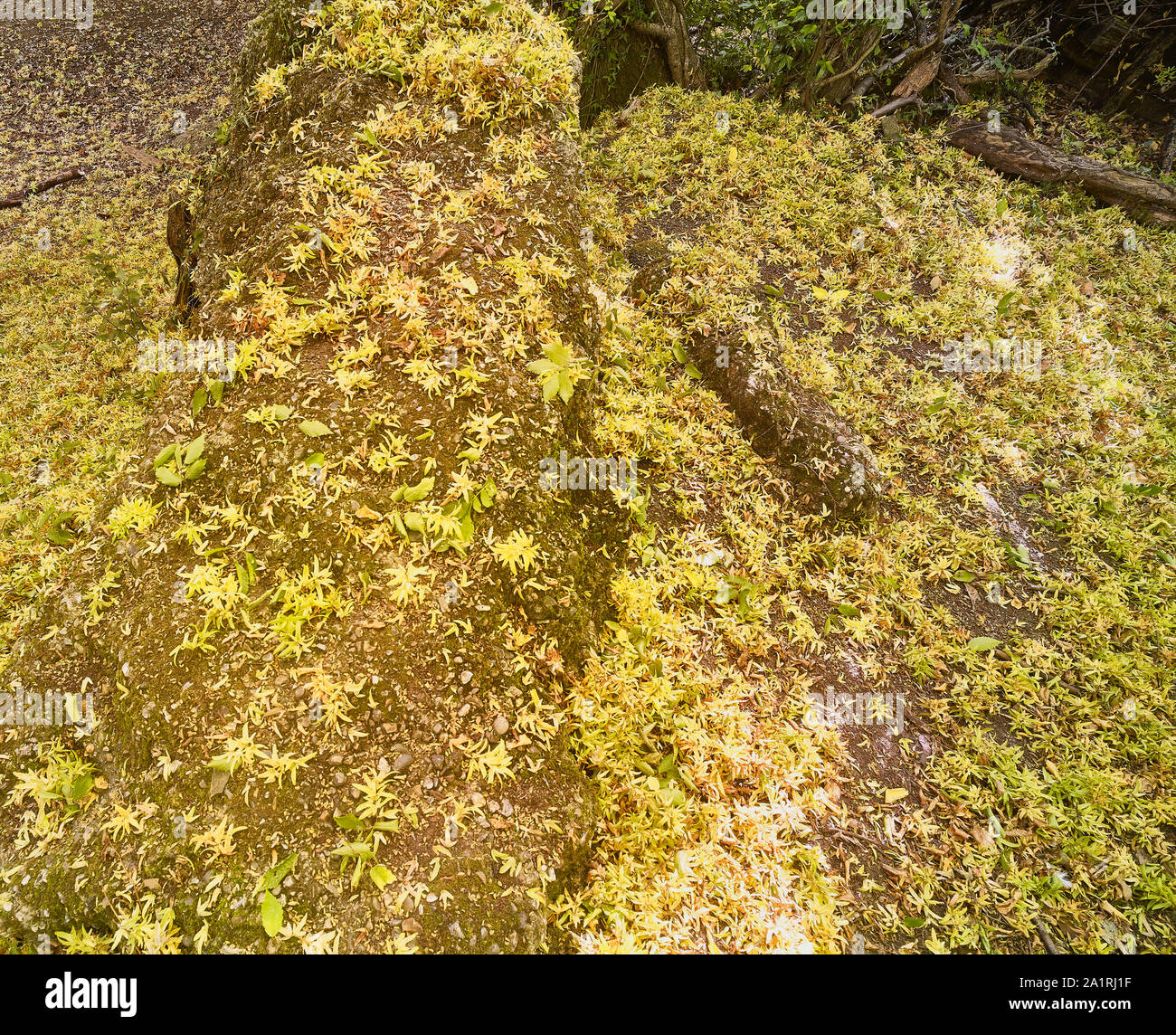 Fallen yellow seed-pods on a hard surface and decaying tree stump in ...