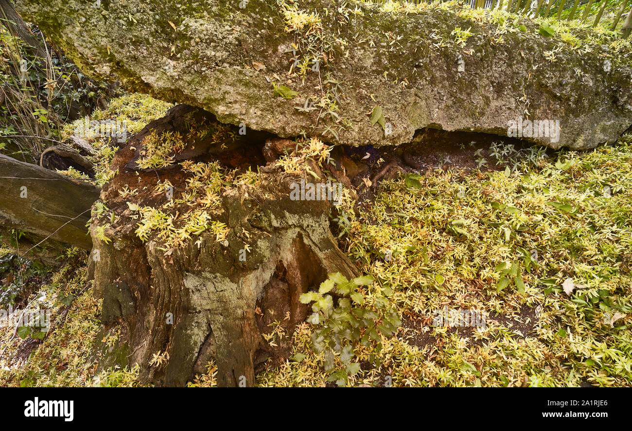 Skeleton seed pods hi-res stock photography and images - Alamy