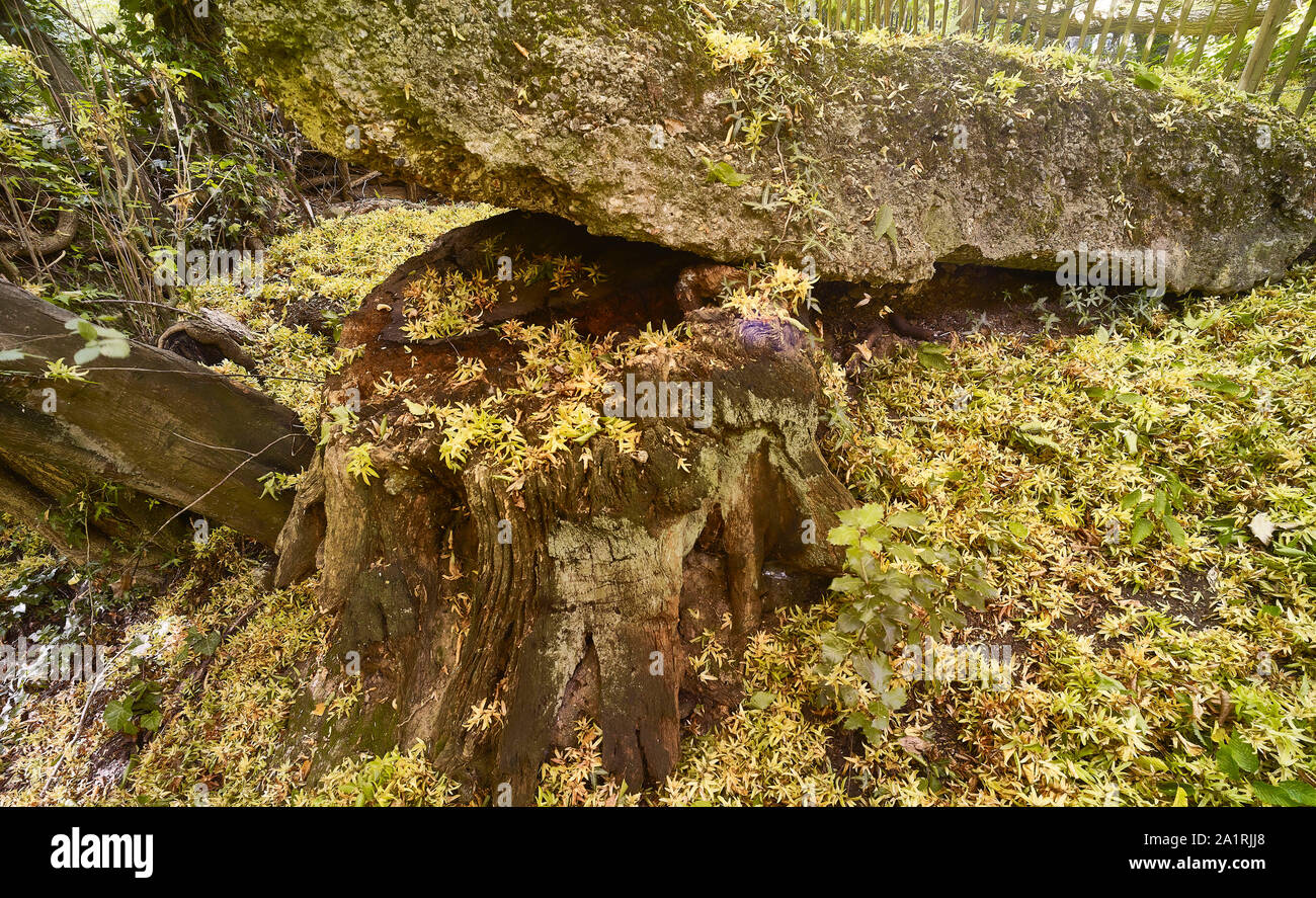 Skeleton seed pods hi-res stock photography and images - Alamy