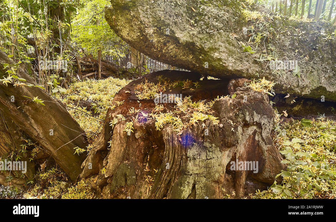 Skeleton seed pods hi-res stock photography and images - Alamy