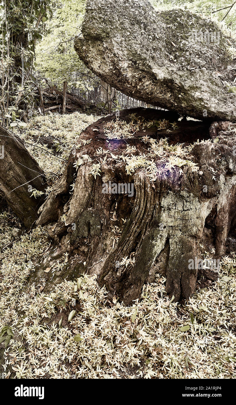 Skeleton seed pods hi-res stock photography and images - Alamy