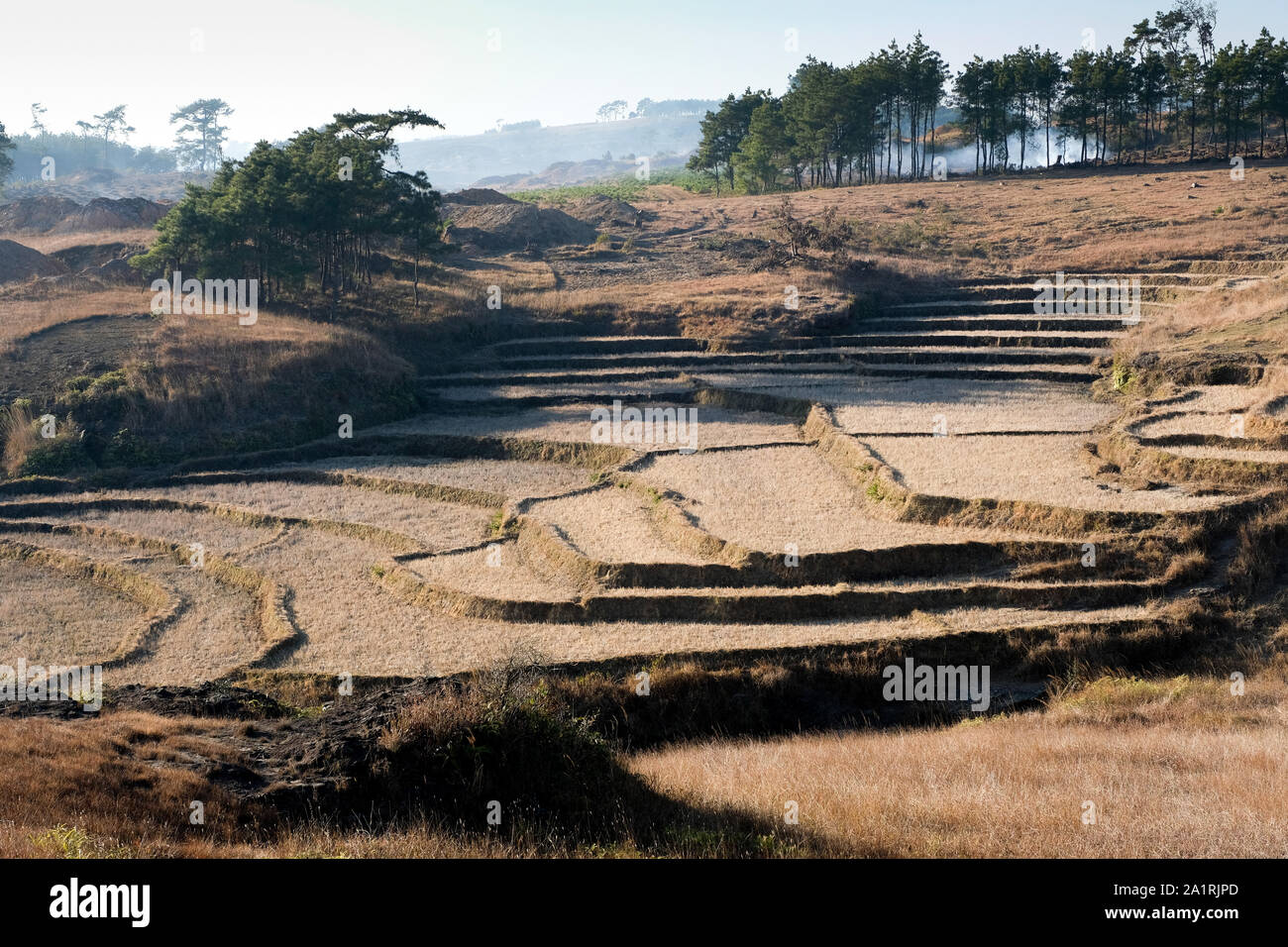 Farming rice in india hi-res stock photography and images - Alamy