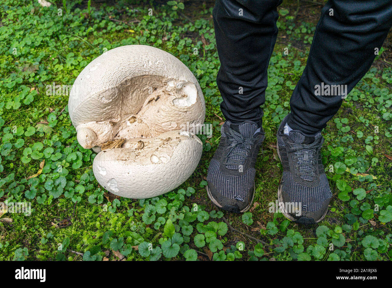 giant puffball mushroom and the feet of a young man for size comparison ...