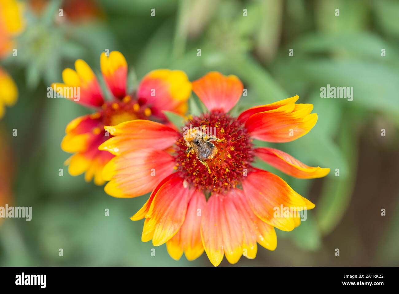Buzzy bee hi-res stock photography and images - Alamy