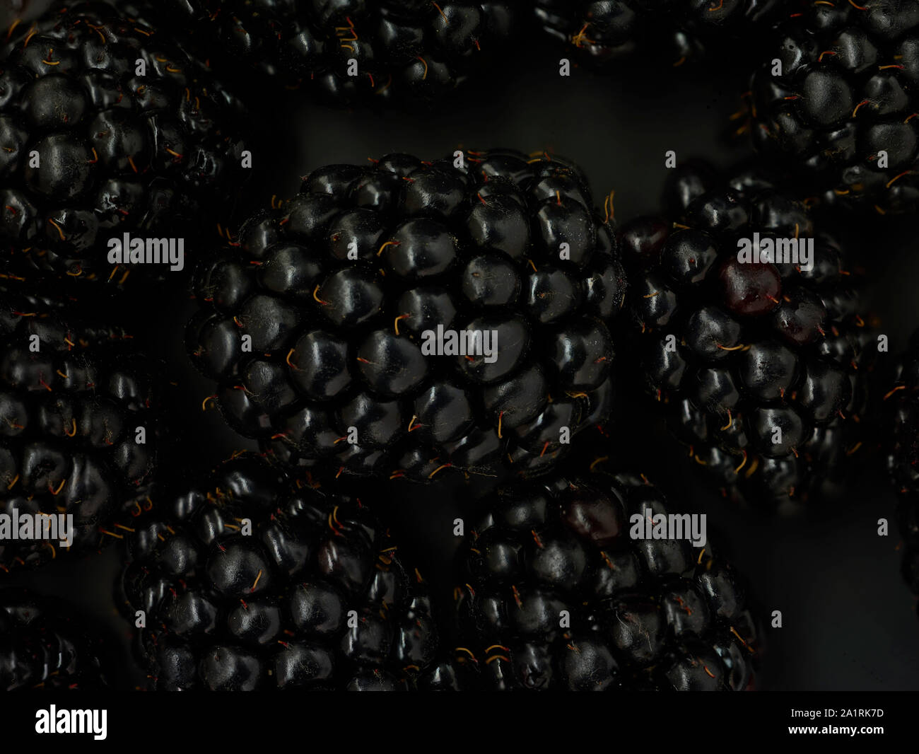 Symbiotic arrangement hi-res stock photography and images - Alamy