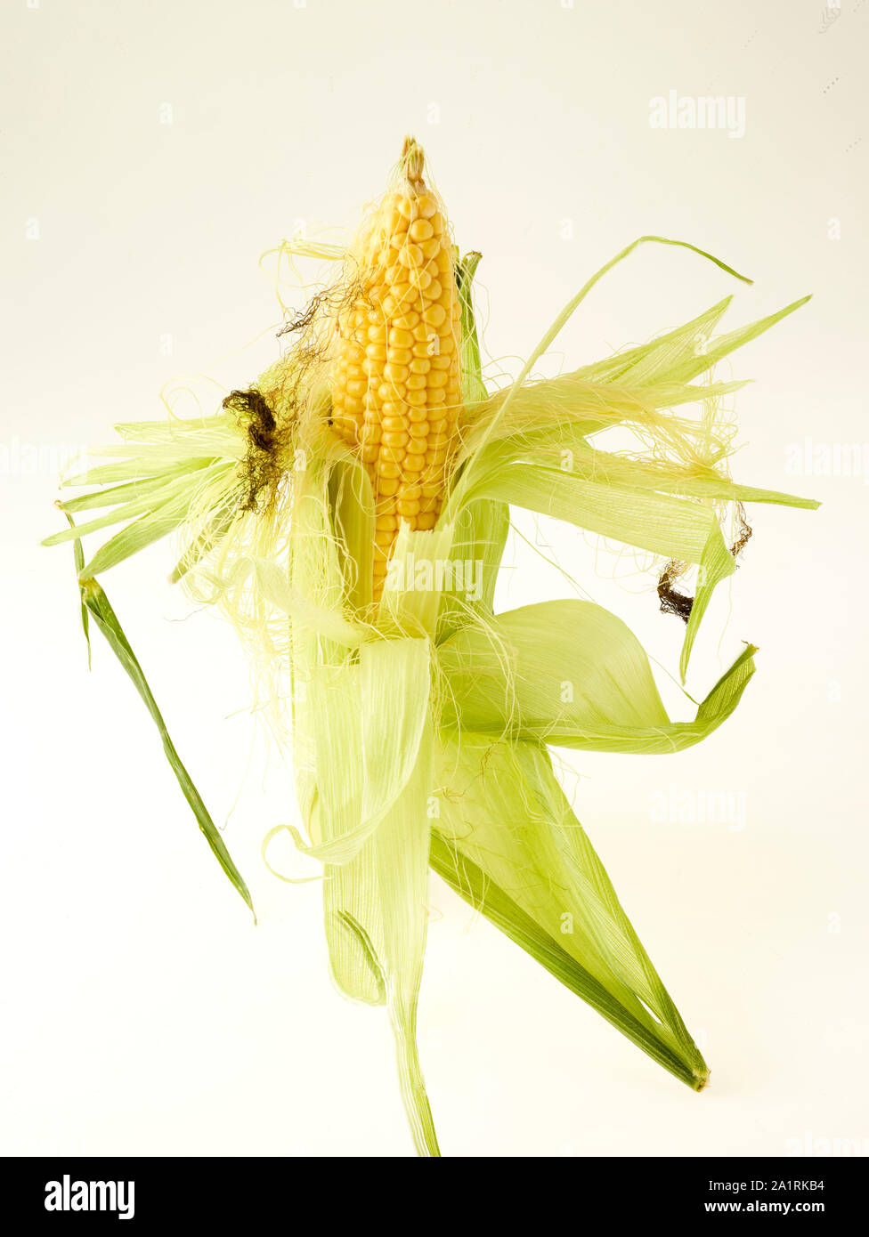 Maize, sweetcorn, cob showing kernels in close up with open leaves food ...