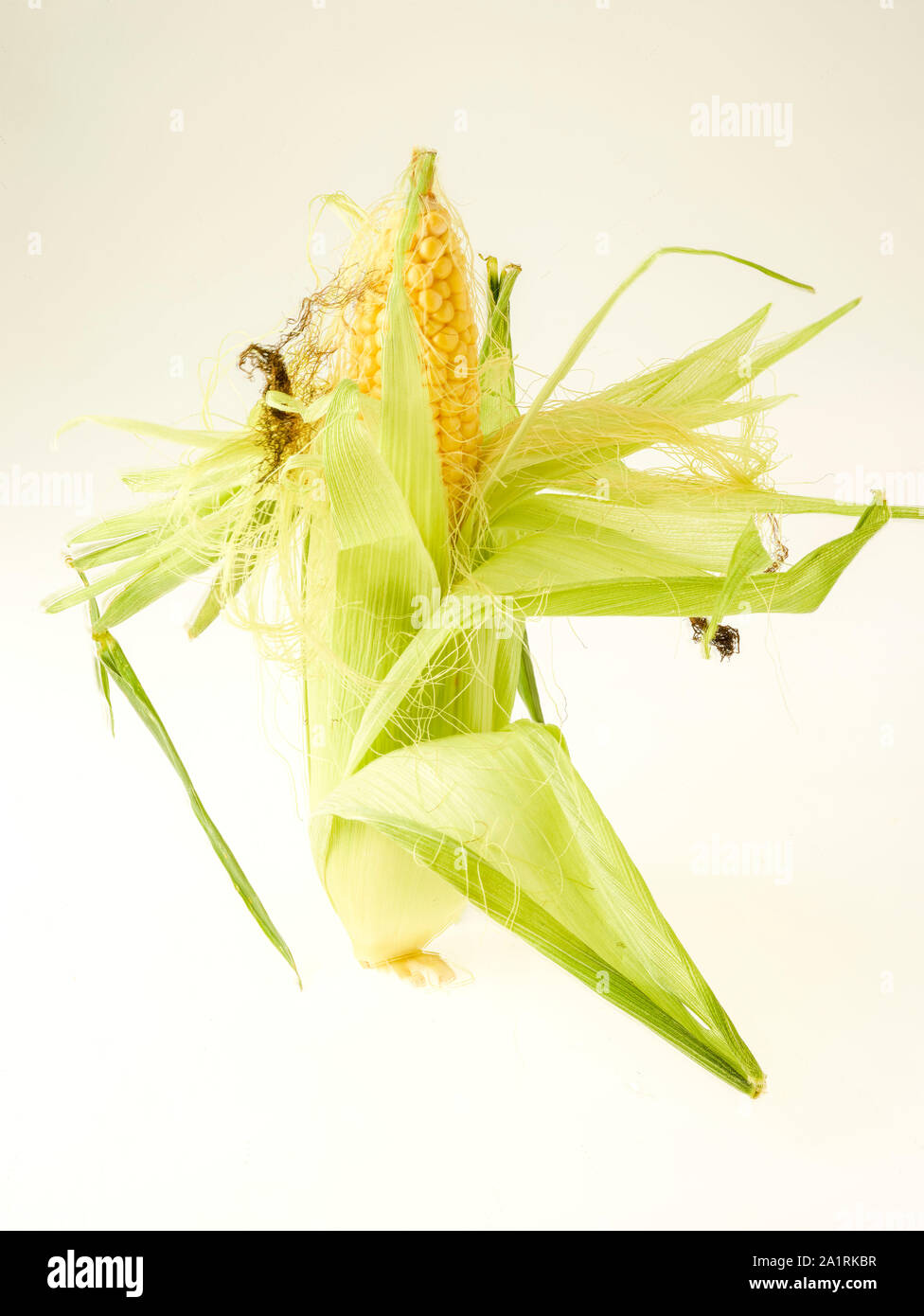 Maize, sweetcorn, cob showing kernels in close up with open leaves food ...