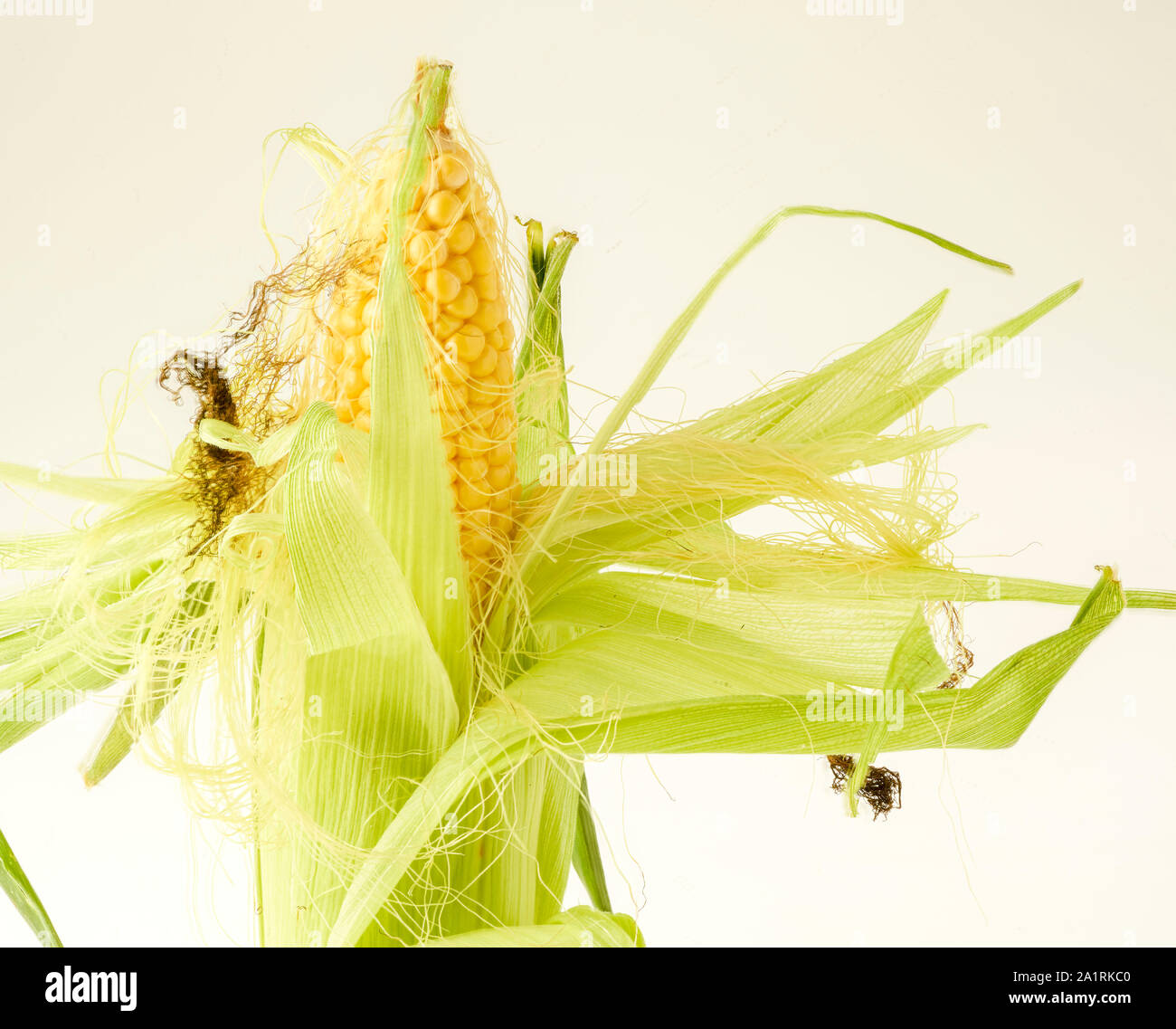 Zea maize plants spike hi-res stock photography and images - Alamy
