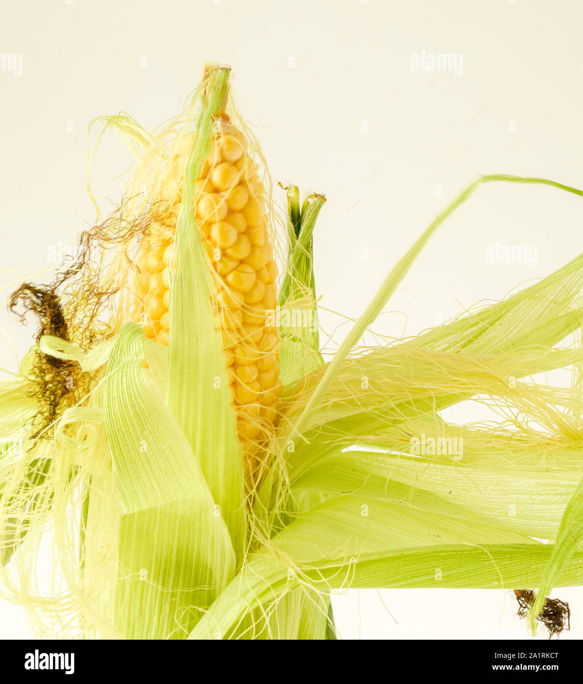 Maize, sweetcorn, cob showing kernels in close up with open leaves food ...