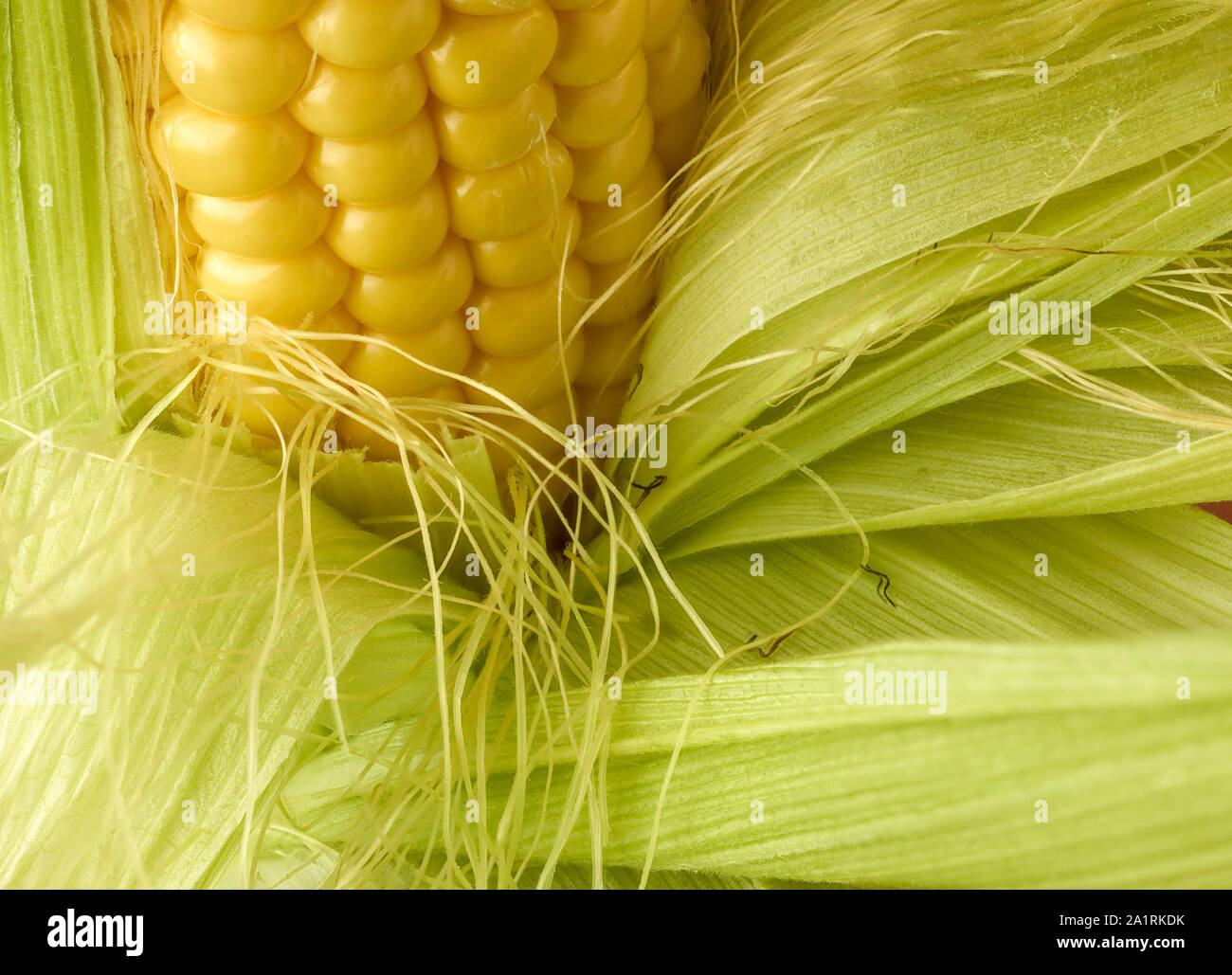 Maize, sweetcorn, cob showing kernels in close up with open leaves food ...