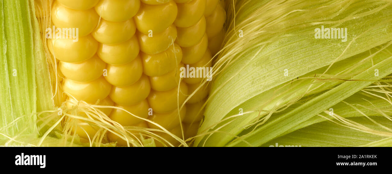 Maize, sweetcorn, cob showing kernels in close up with open leaves food ...