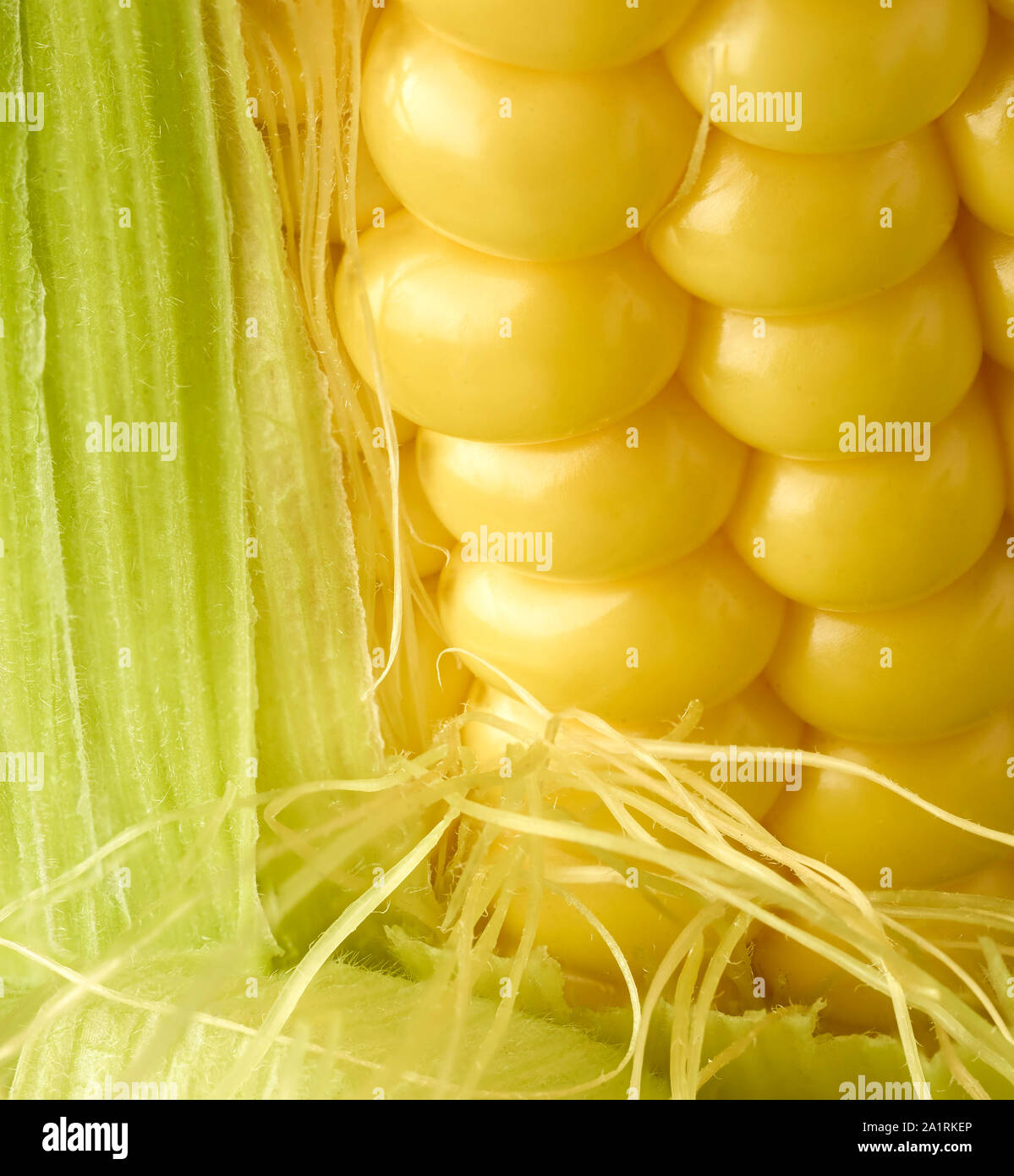 Maize, sweetcorn, cob showing kernels in close up with open leaves food ...