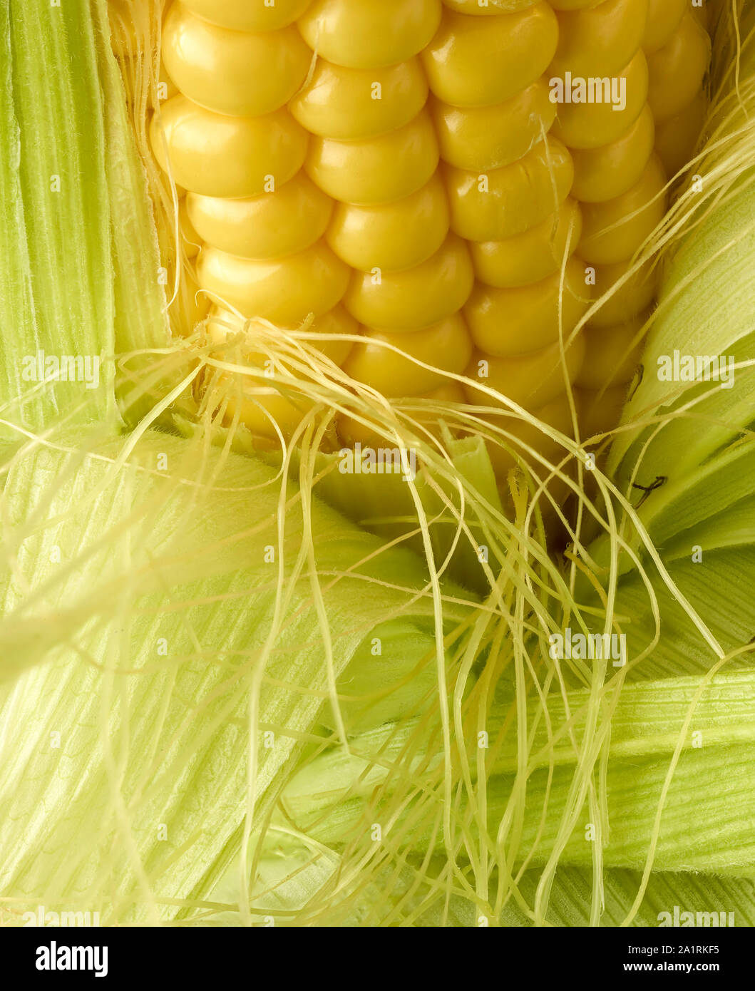 Maize, sweetcorn, cob showing kernels in close up with open leaves food ...