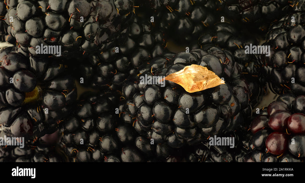 Blackberry fruit, close up food abstract Stock Photo - Alamy