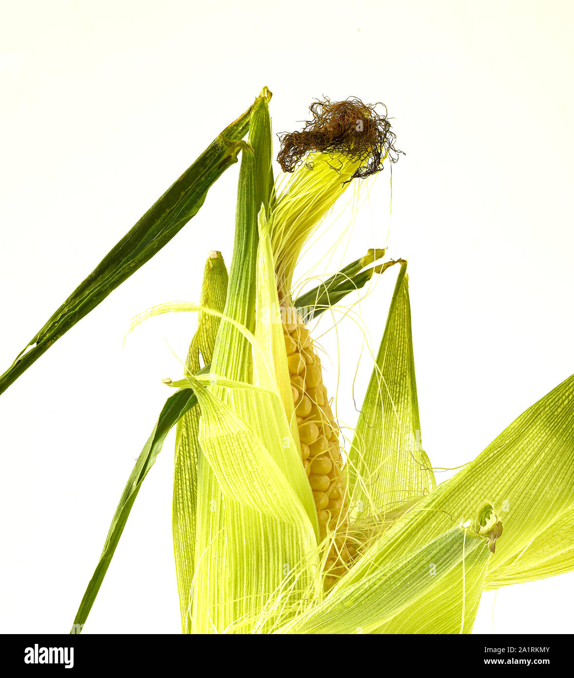 Semi-abstract sweetcorn, Maize, food portrait Stock Photo - Alamy