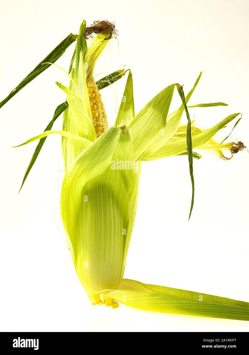 Anatomy of maize hi-res stock photography and images - Alamy