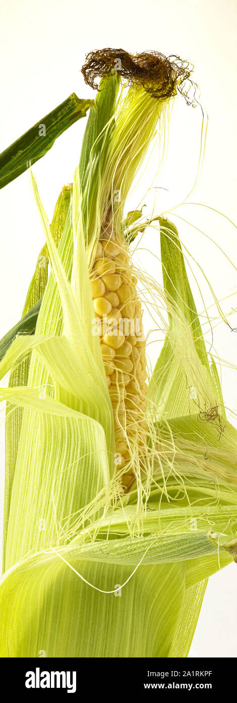 Semi-abstract sweetcorn, Maize, food portrait Stock Photo - Alamy