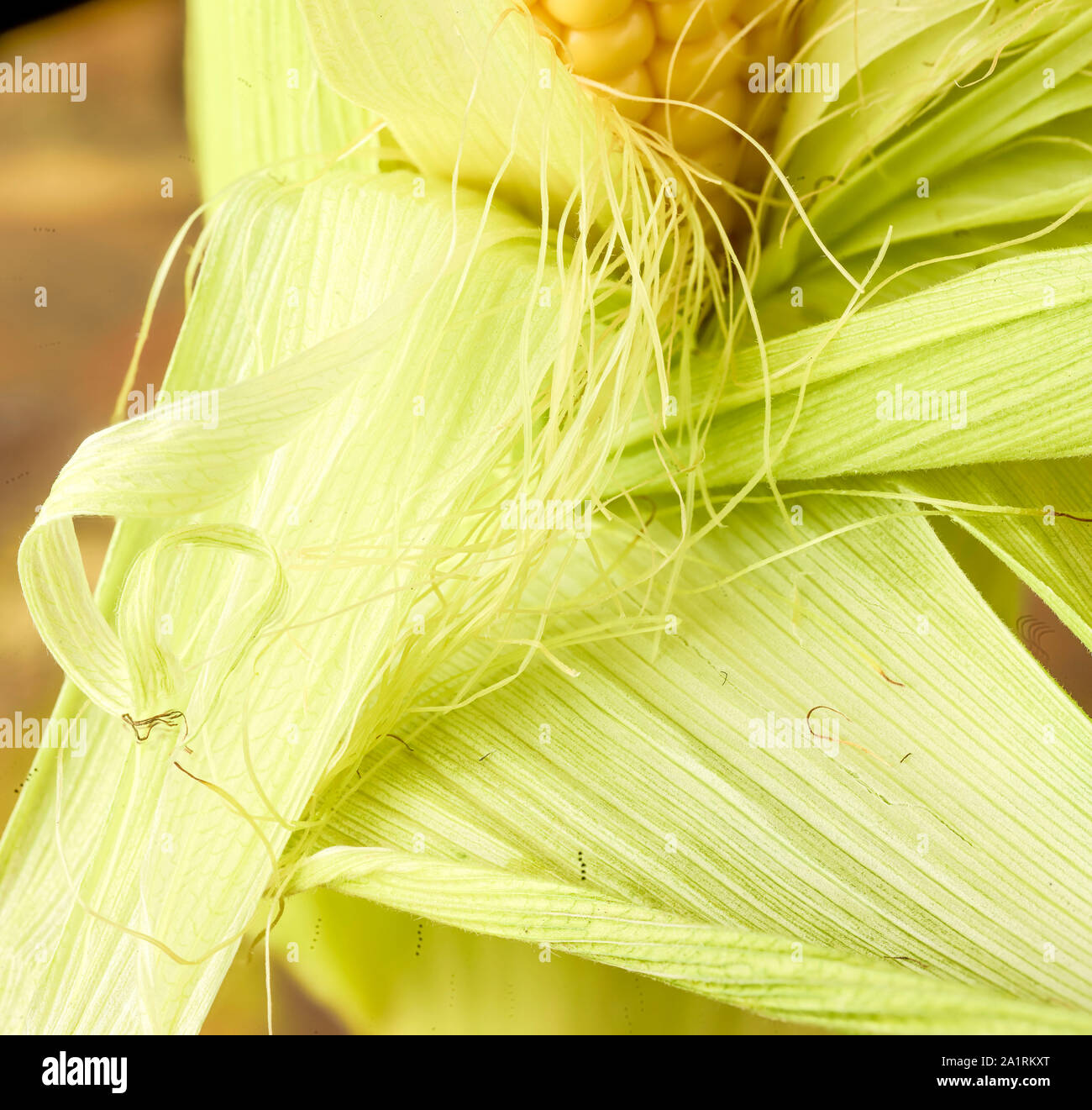 Semi-abstract sweetcorn, Maize, food portrait Stock Photo - Alamy