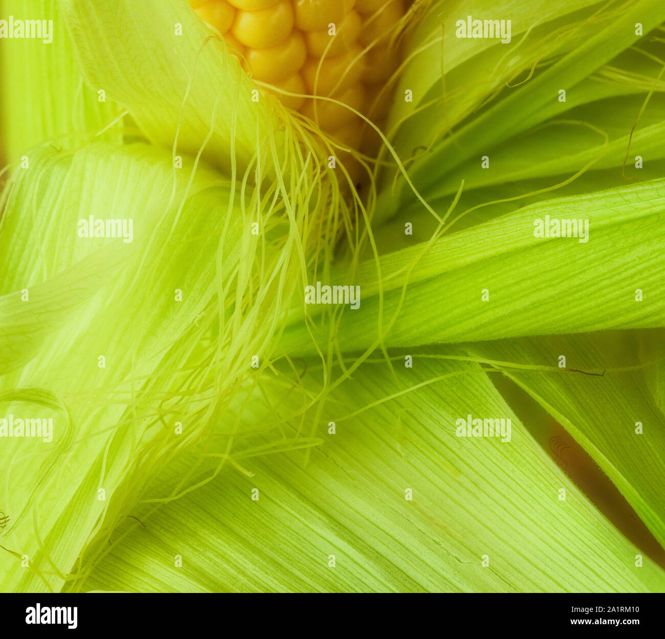 Semi-abstract sweetcorn, Maize, food portrait Stock Photo - Alamy