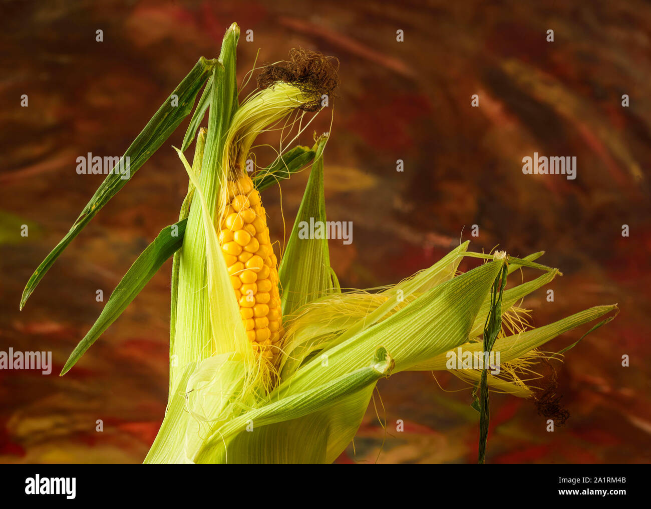Anatomy of maize hi-res stock photography and images - Alamy