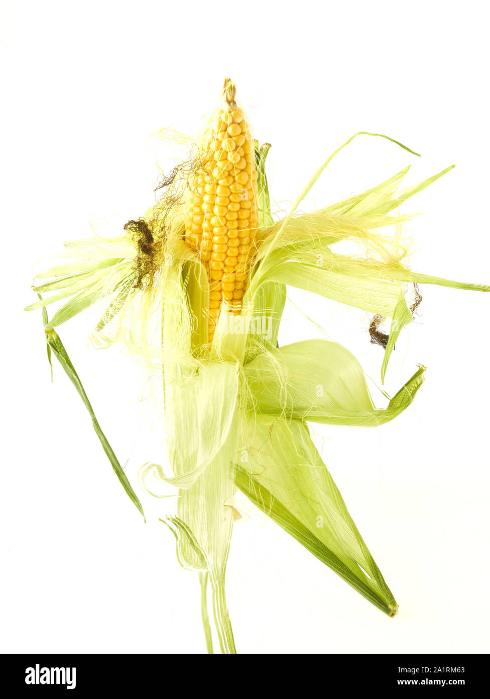 Zea maize plants spike Cut Out Stock Images & Pictures - Alamy