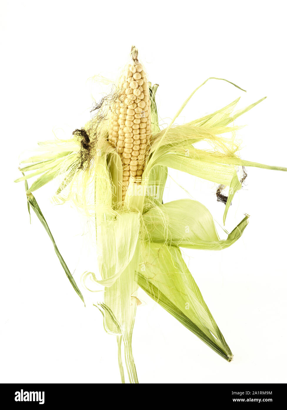 Maize, sweetcorn, cob showing kernels in close up with open leaves food ...