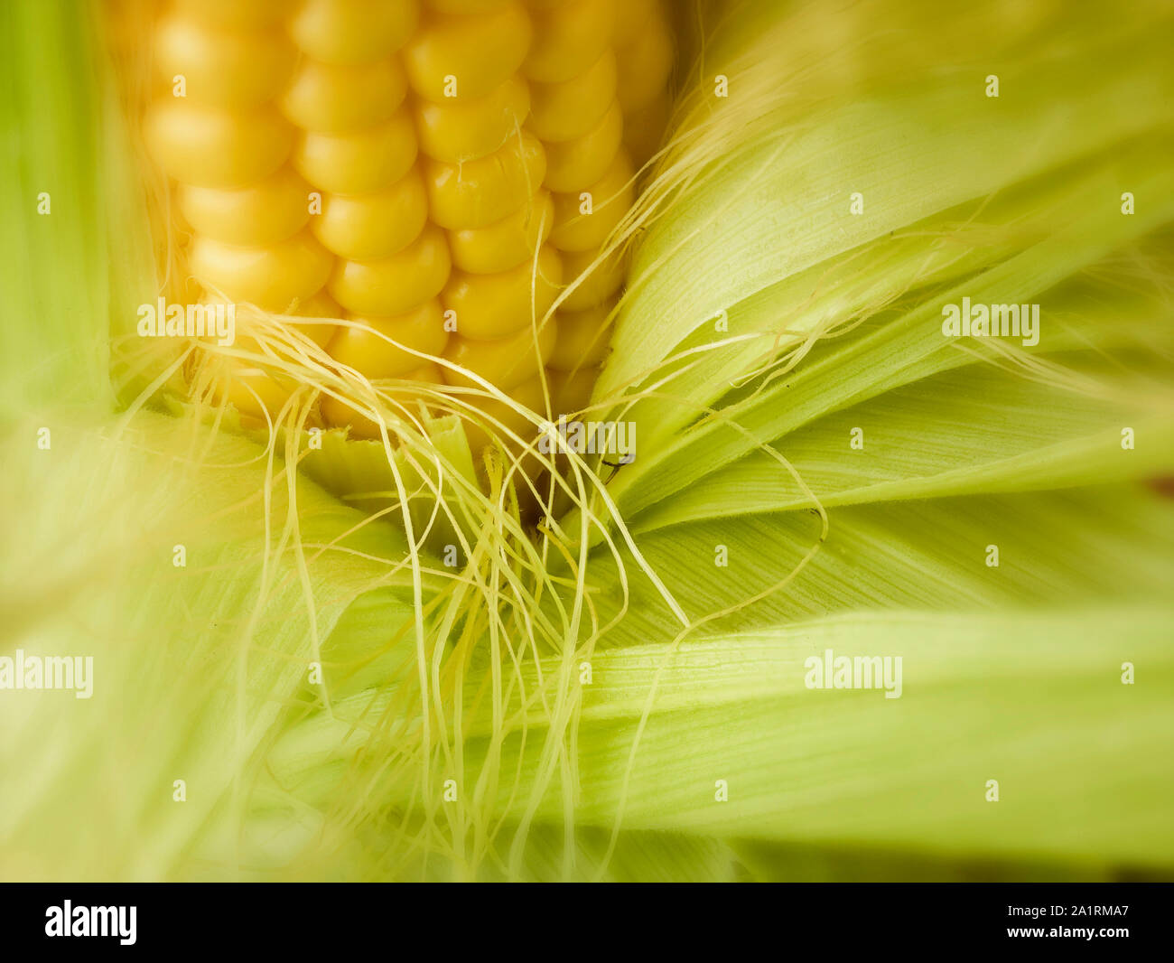 Maize, sweetcorn, cob showing kernels in close up with open leaves food ...