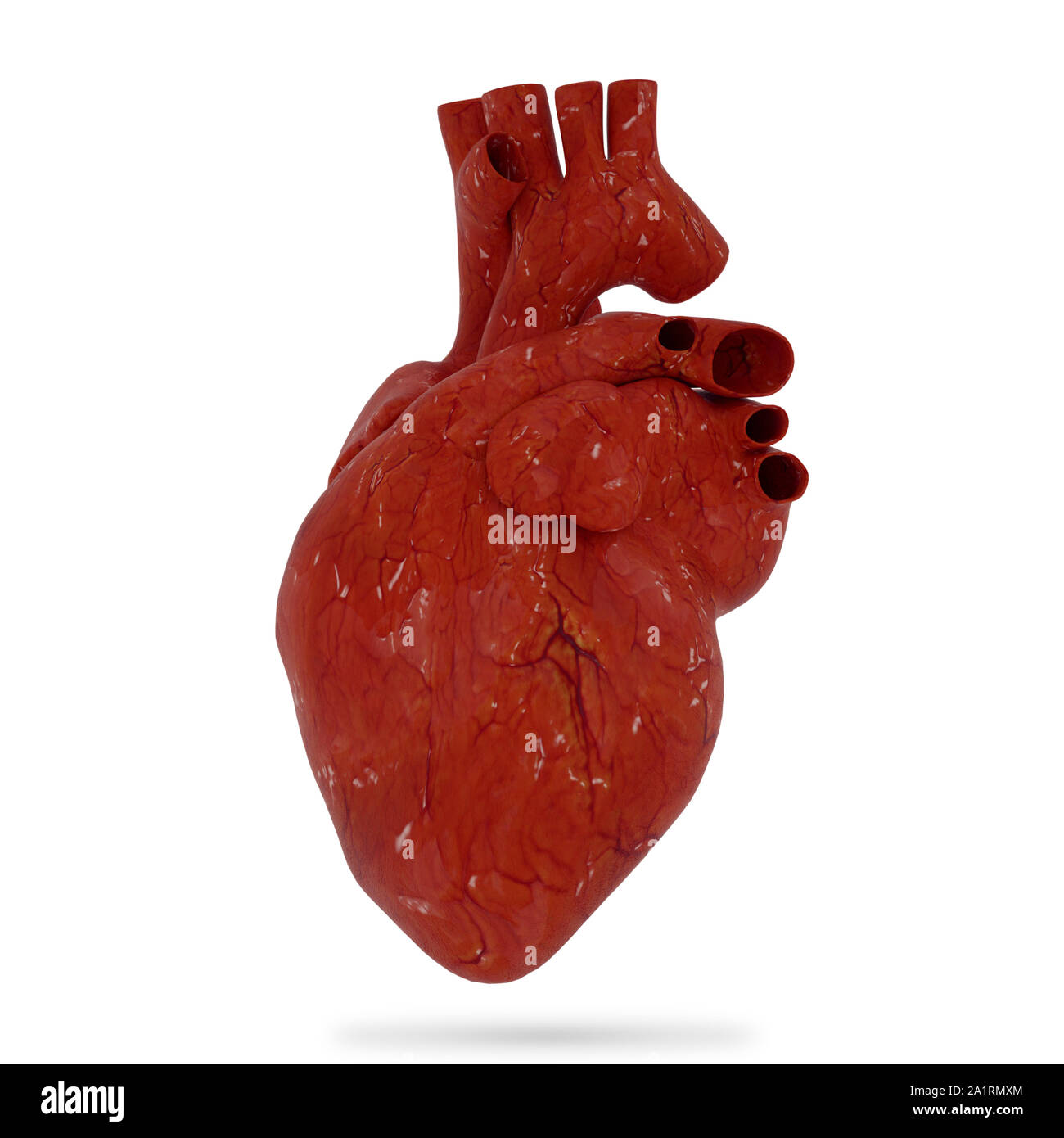 Realistic human heart organ with aorta and arteries isolated on white ...