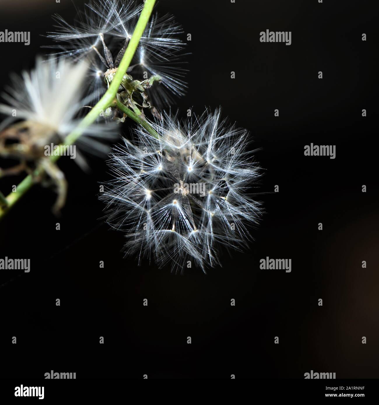 Wildflower seed pod Stock Photo - Alamy