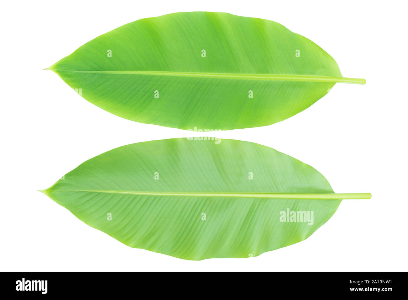 Banana leaf front and back isolated on white background. with clupping ...