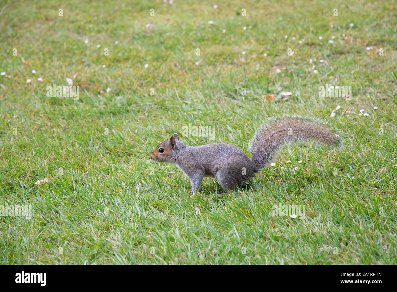 Eastern gray squirrel on the ground covered with green grass in London ...