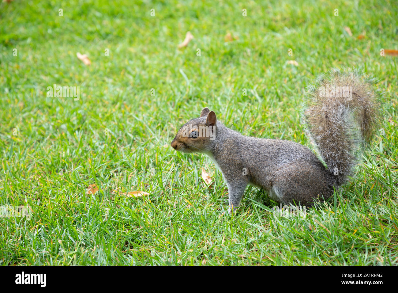 Eastern gray squirrel on the ground covered with green grass in London ...