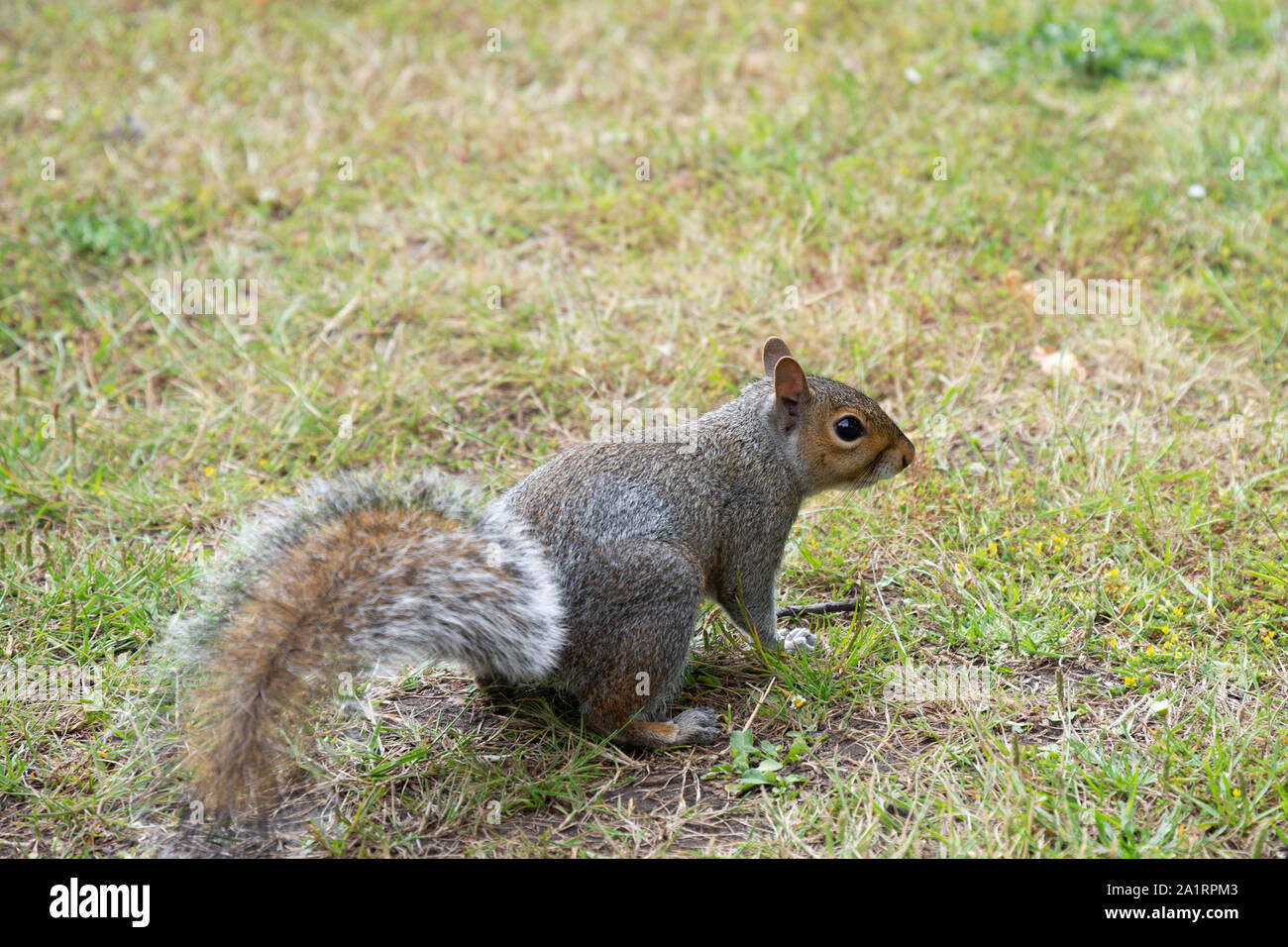 Eastern gray squirrel on the ground covered with green grass in London ...