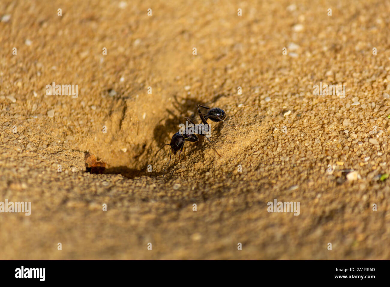 ant in sand desert Stock Photo - Alamy