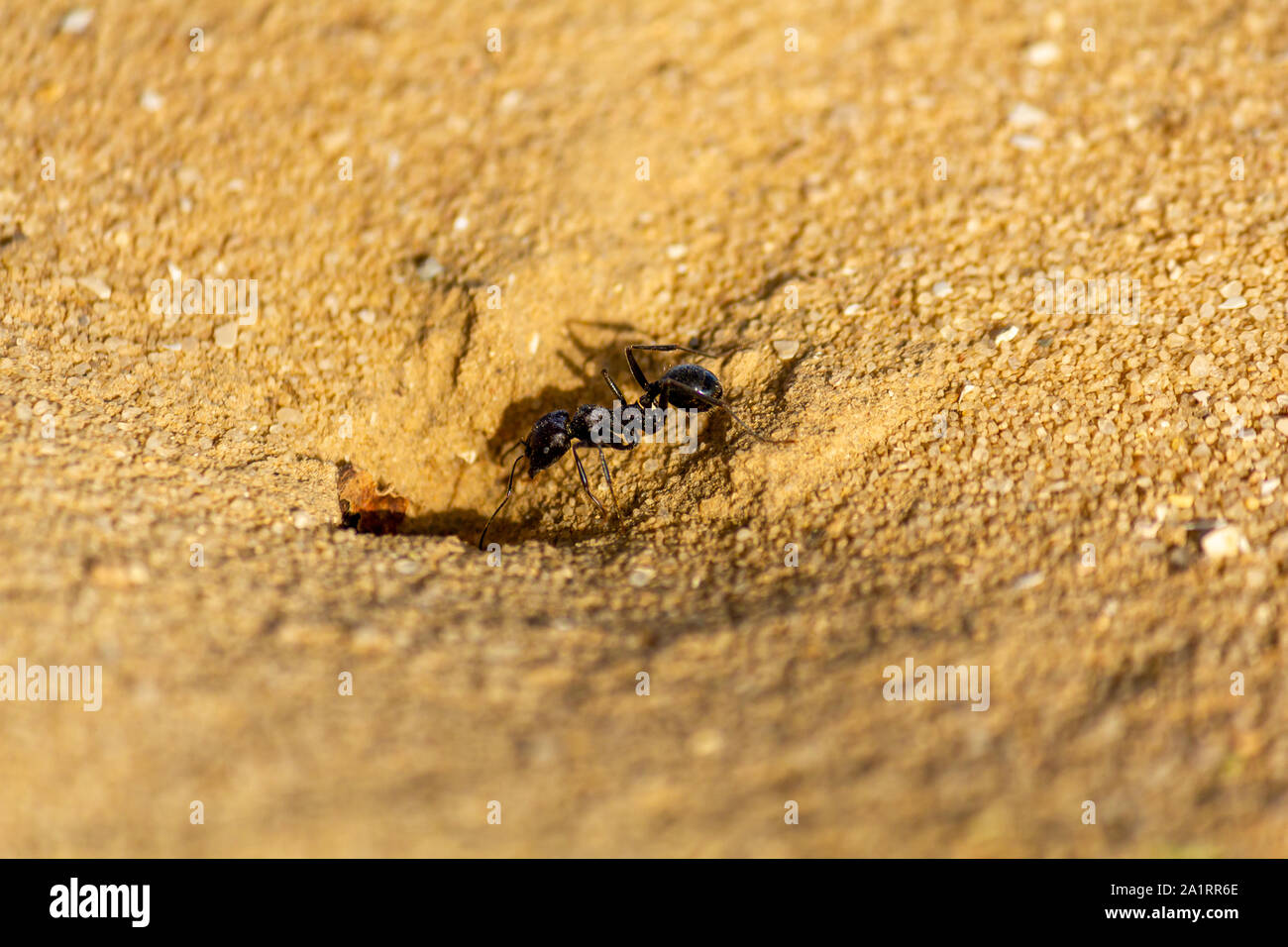 ant in sand desert Stock Photo - Alamy